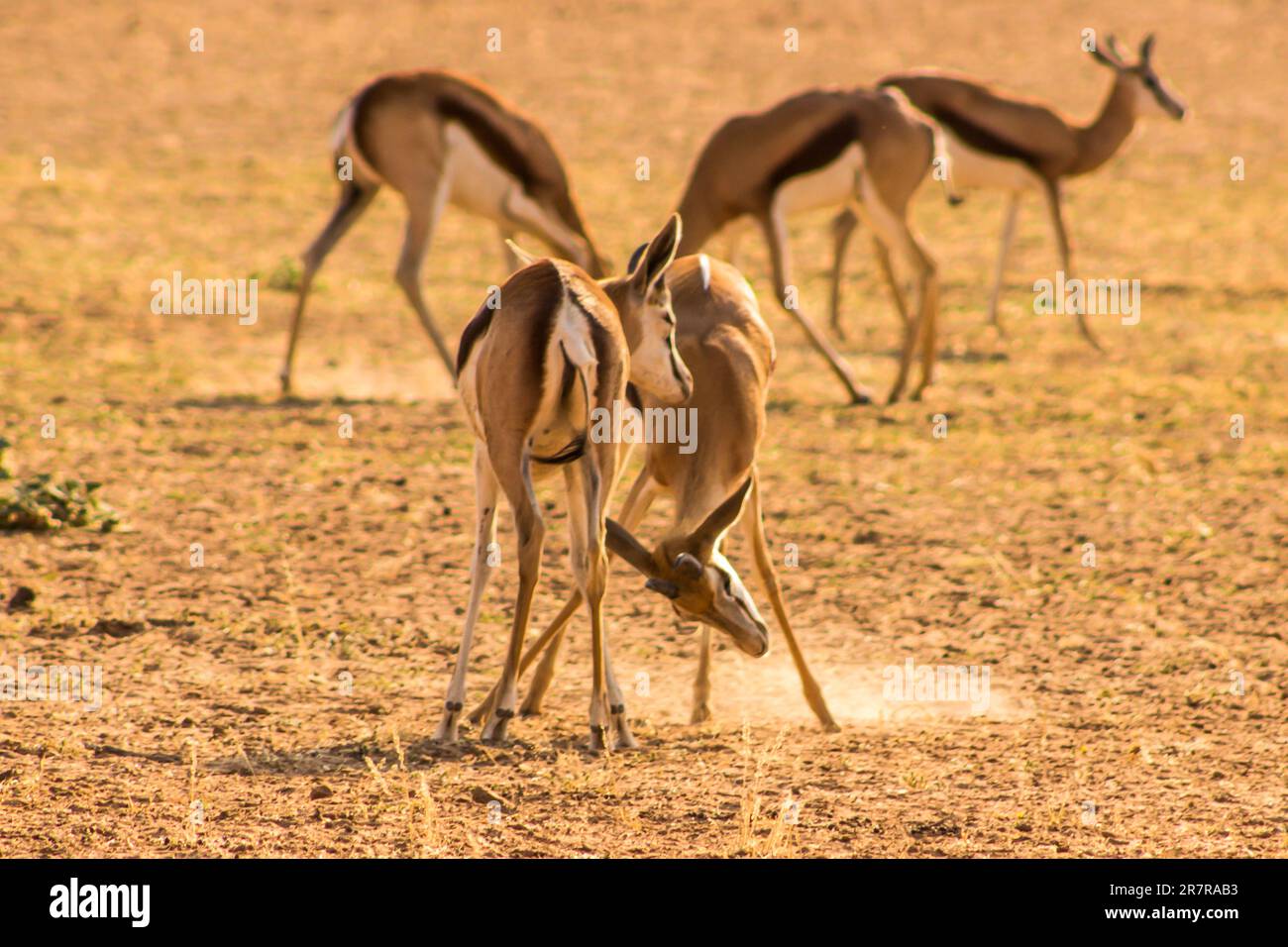 Two Young Springbok rams play fighting in the early morning, kicking up ...
