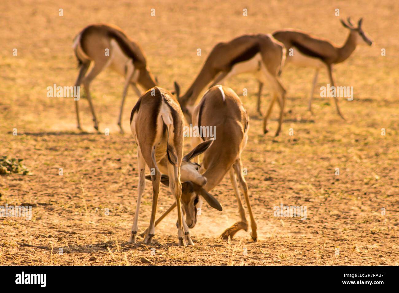 Two Young Springbok rams play fighting in the early morning Stock Photo ...