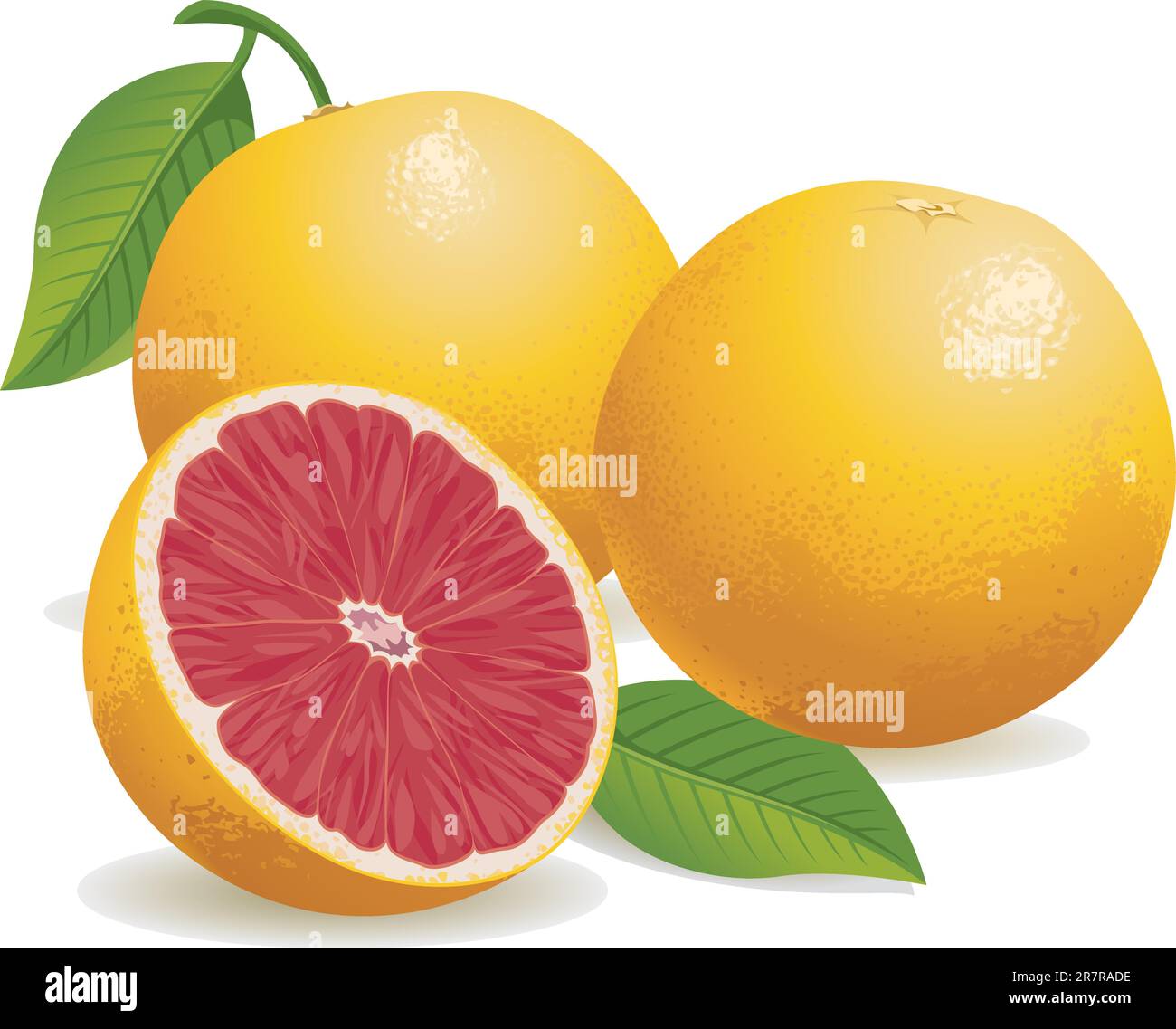 Pink grapefruits Stock Vector Images - Alamy