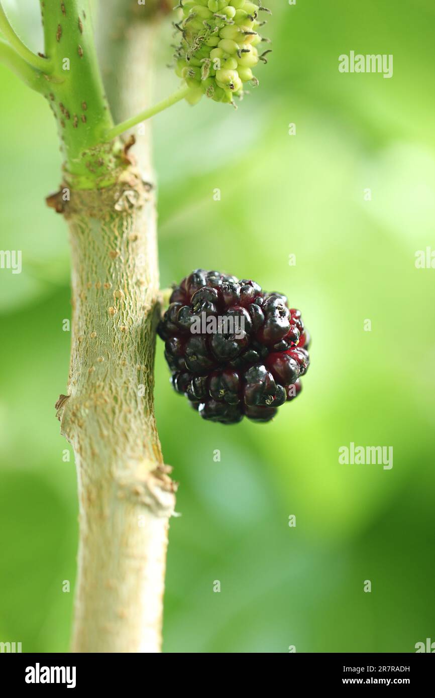 Fresh mulberry on the branch of the tree, black ripe and red unripe ...