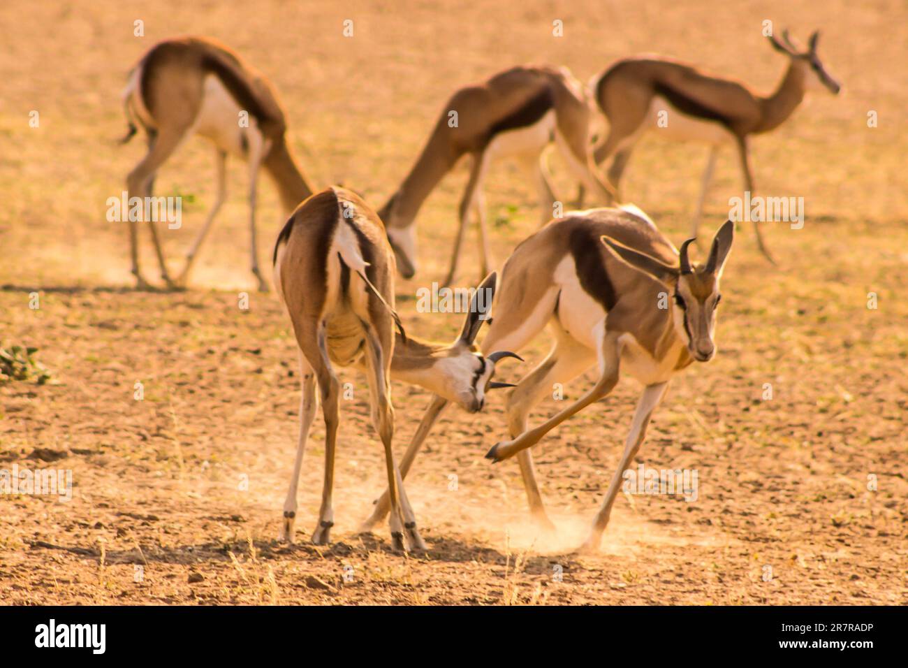 Two Young Springbok rams play fighting in the early morning Stock Photo ...