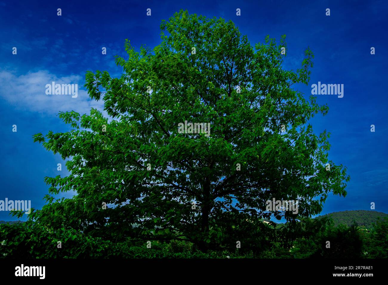 Big tree shadow house hi-res stock photography and images - Alamy