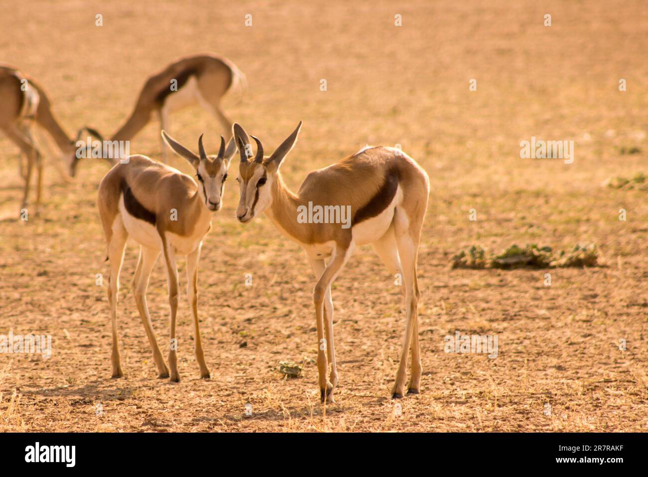 Two Young Springboks in the dry riverbed of the Auob river in the ...