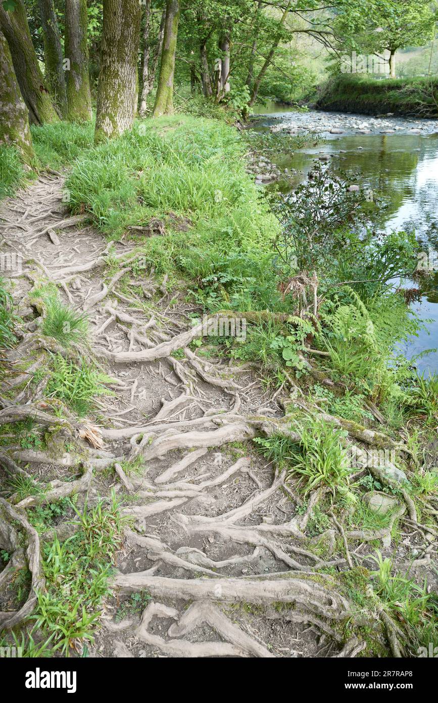 Exposed tree roots on a path beside the river Derwent, Borrowdale ...