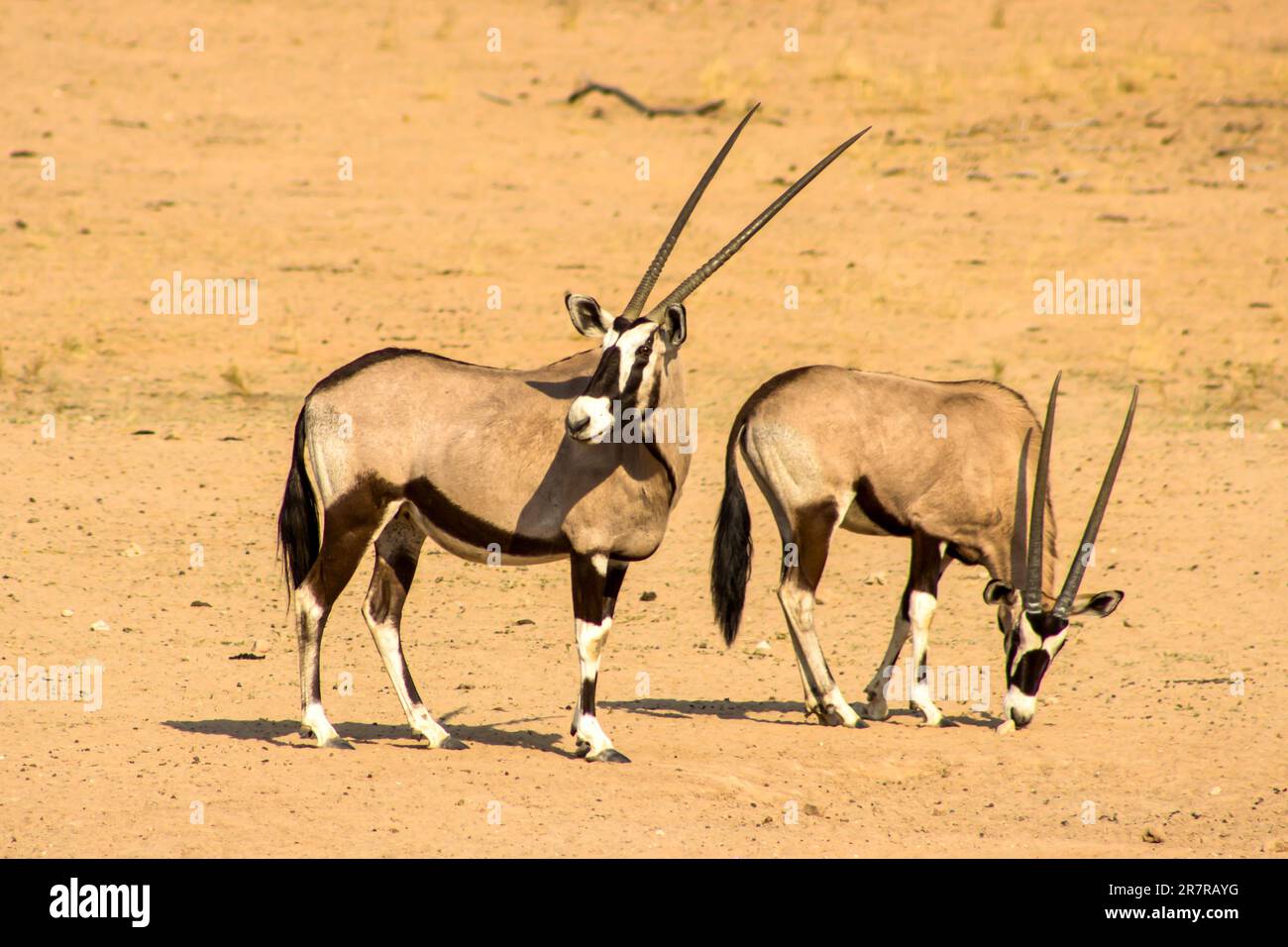 Two Gemsbok, Oryx gazella in a sandy, dry riverbed in the Kalahari ...