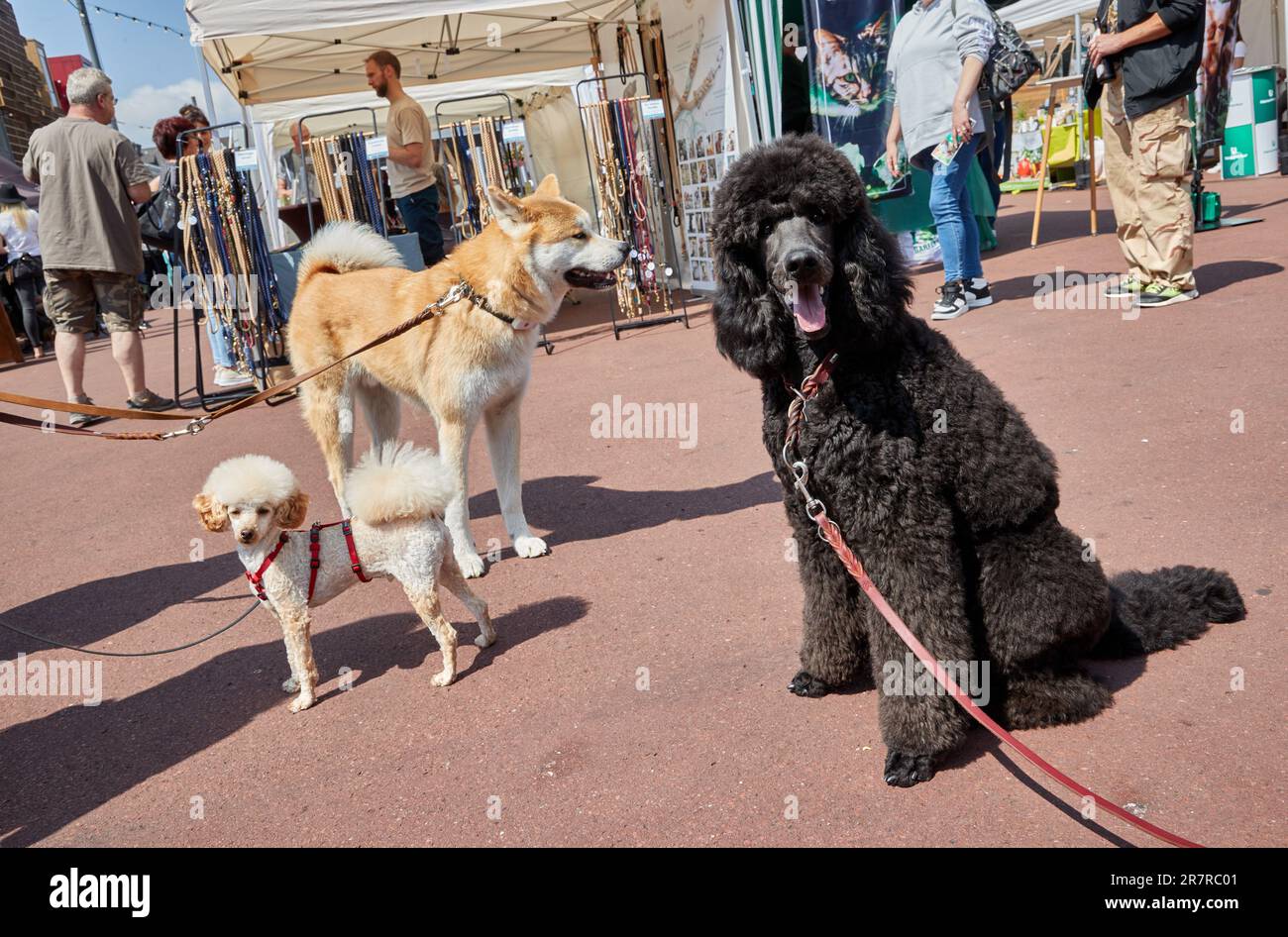 Akita inu poodle hi-res stock photography and images - Alamy