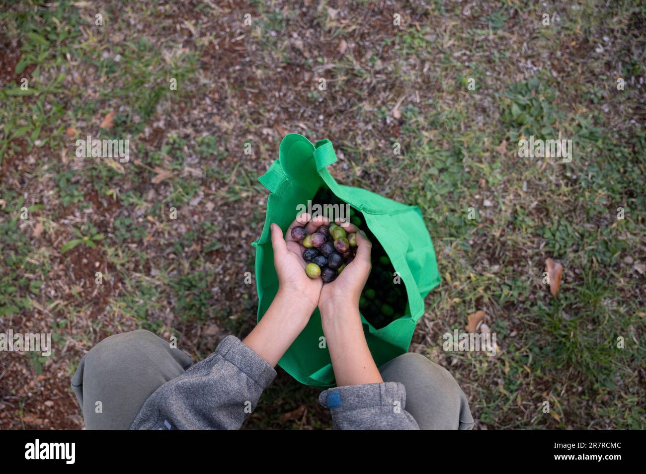 Top view of a child holding hands full of freshly picked organic olive ...