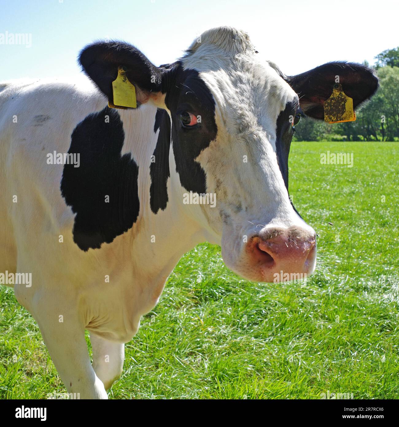 Holstein Head Silhouette