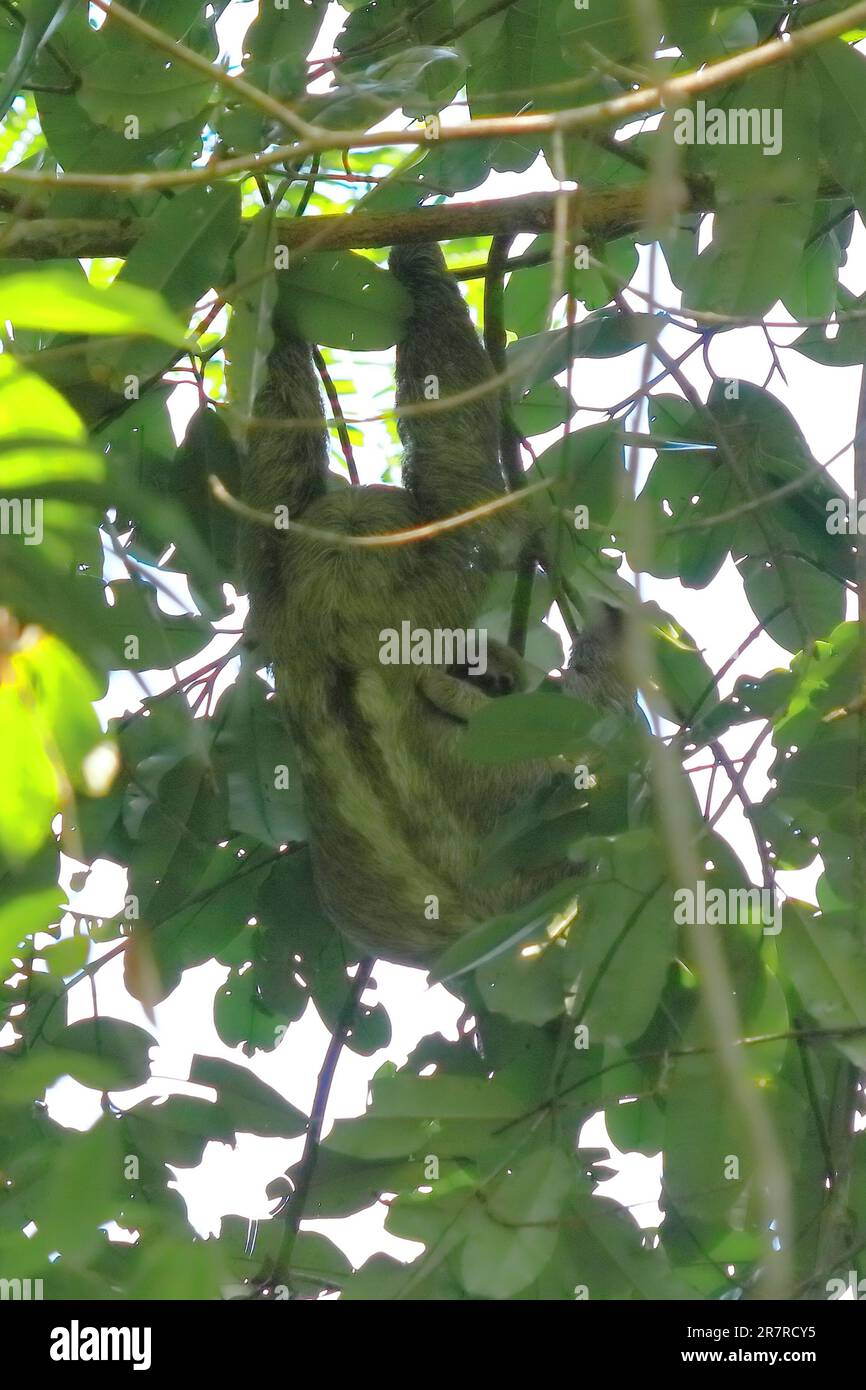 Baby sloth and mother close hi-res stock photography and images - Alamy