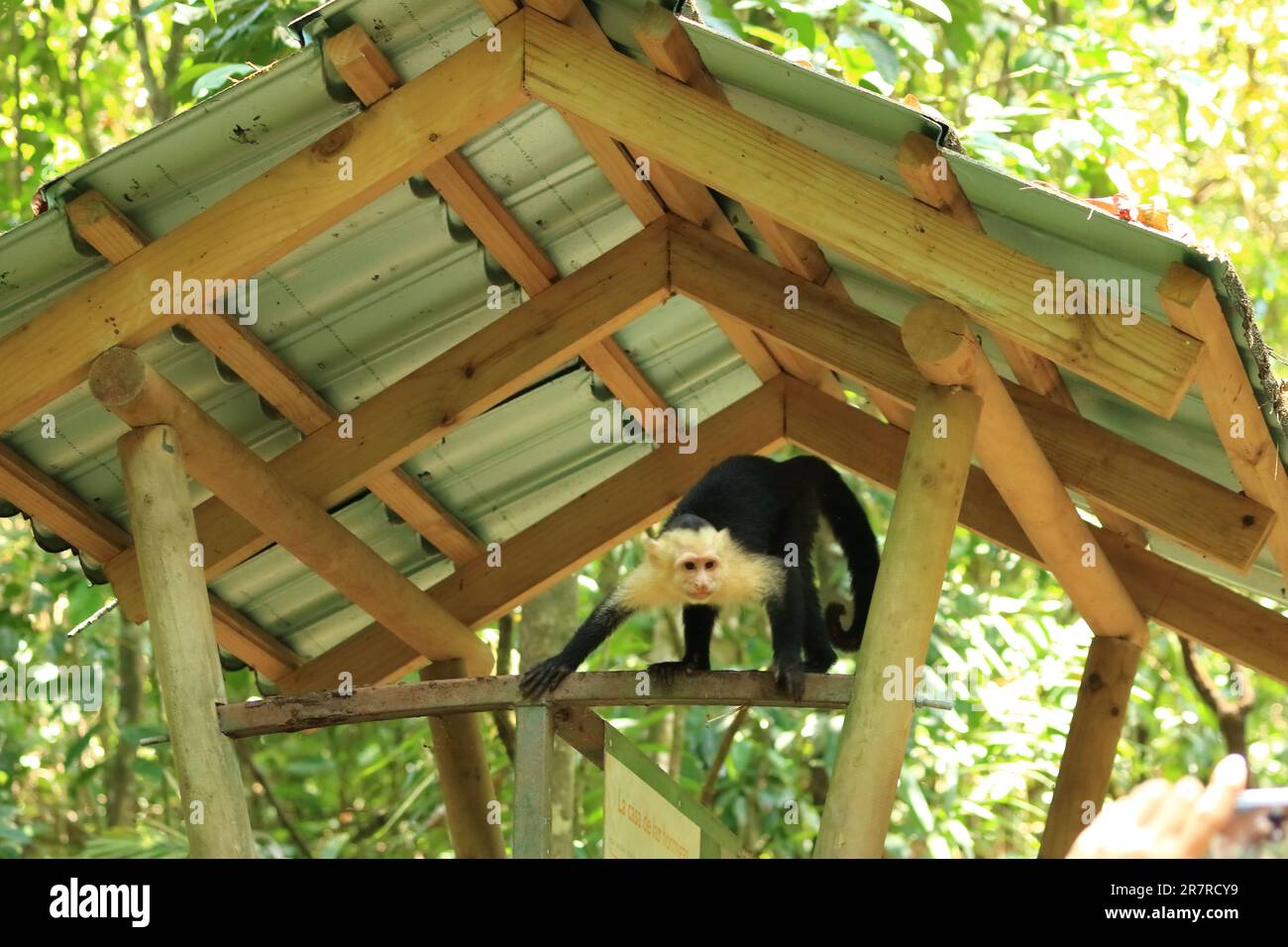 White-headed Capuchin, black monkey in the dark tropic forest. Wildlife ...