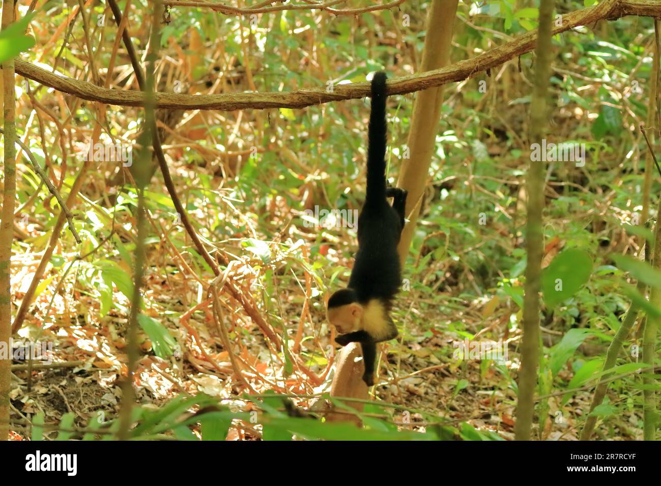 White-headed Capuchin, black monkey in the dark tropic forest. Wildlife ...