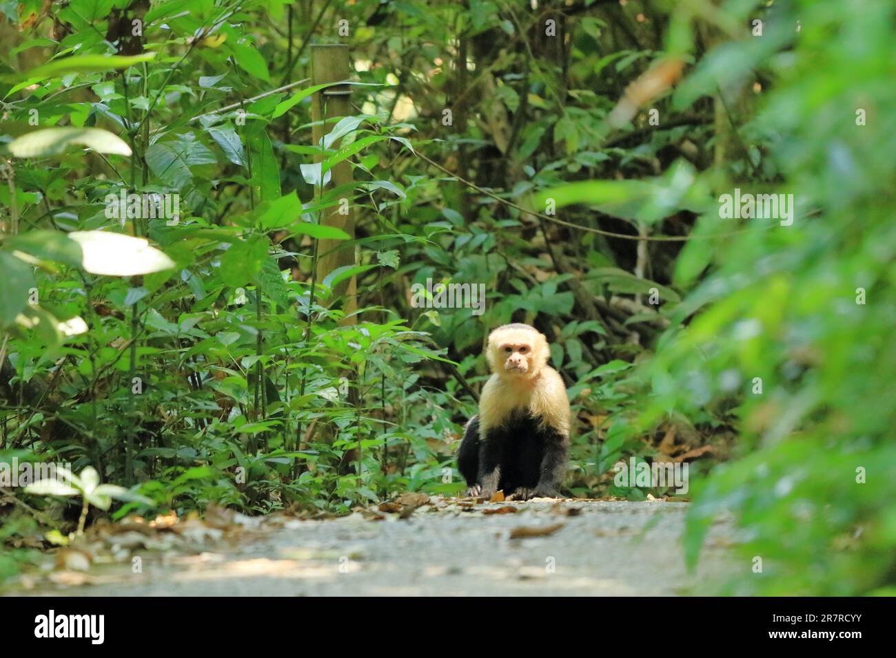 White-headed Capuchin, black monkey in the dark tropic forest. Wildlife ...