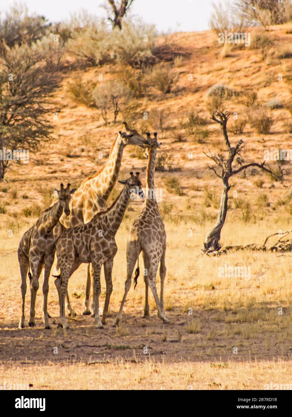 A herd of Desert Giraffes, Giraffa Camelopardalis, in the shade of a ...