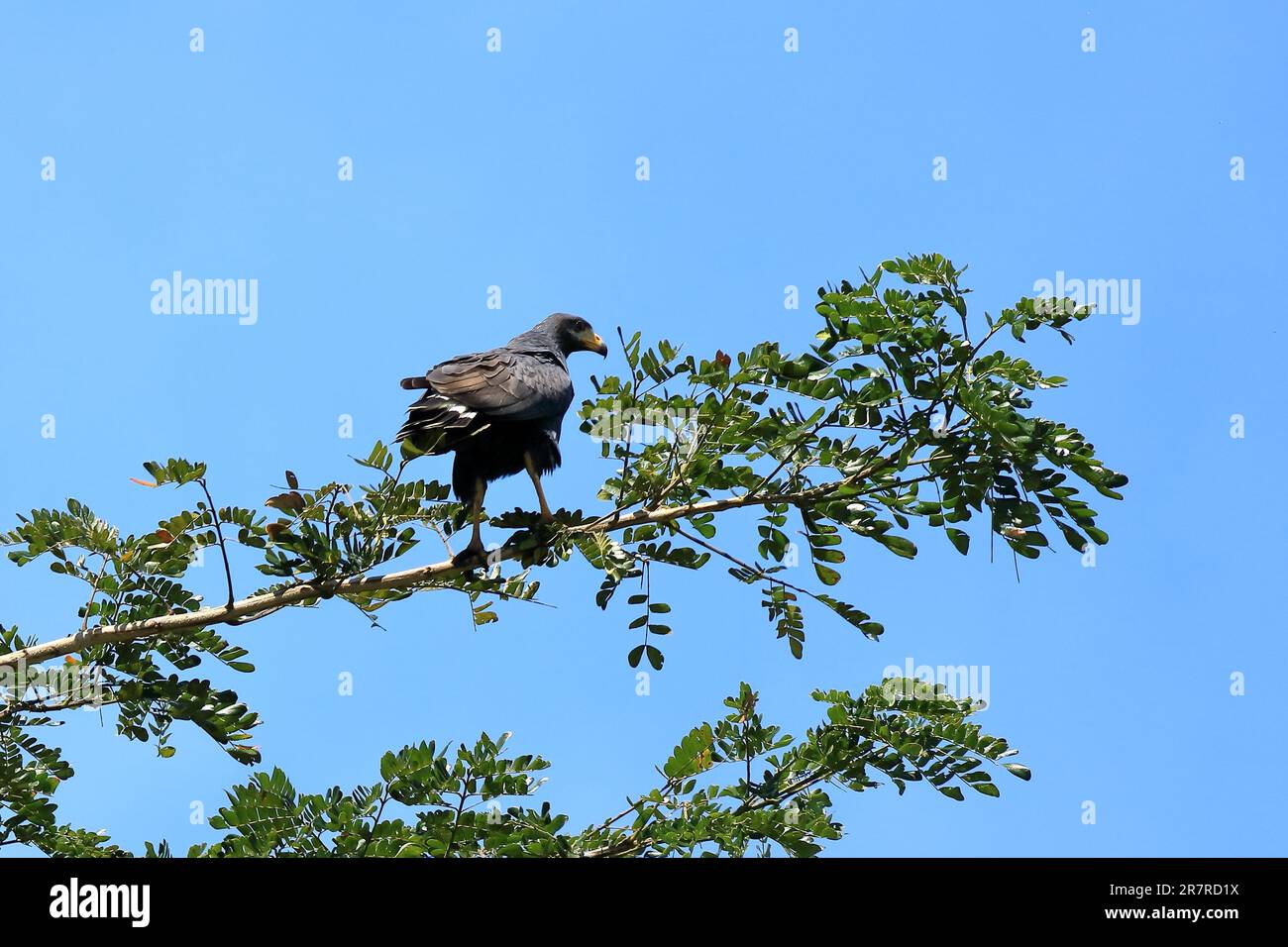 Common black hawk on the riverbank of the Tarcoles river in costa rica ...