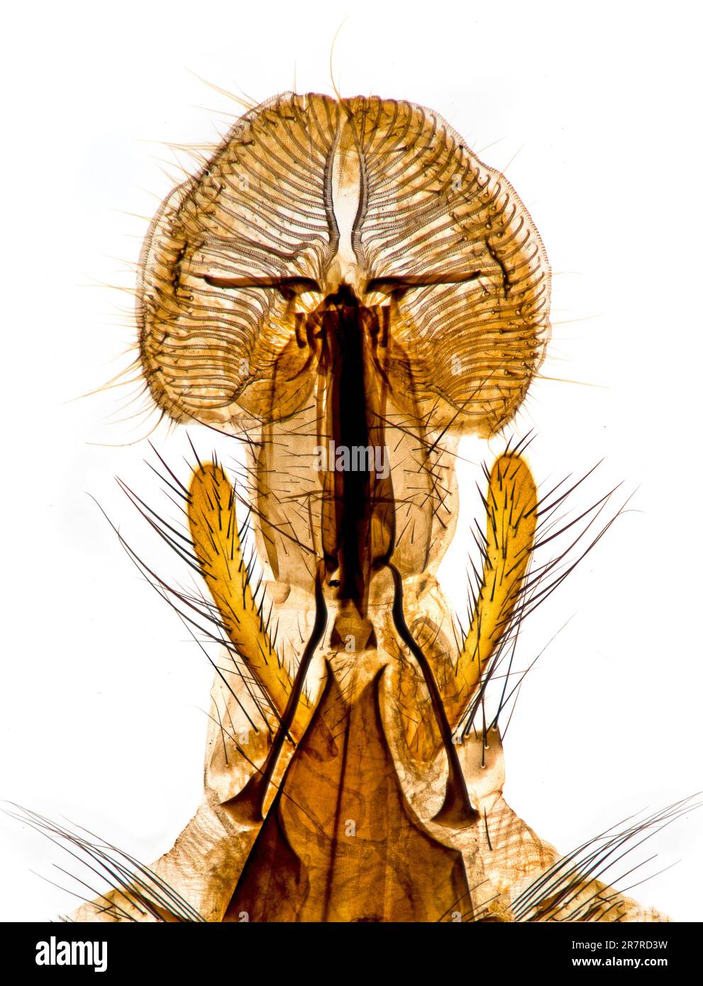 Blowfly proboscis, mouthparts, tongue. Blowfly proboscis, mouthparts ...