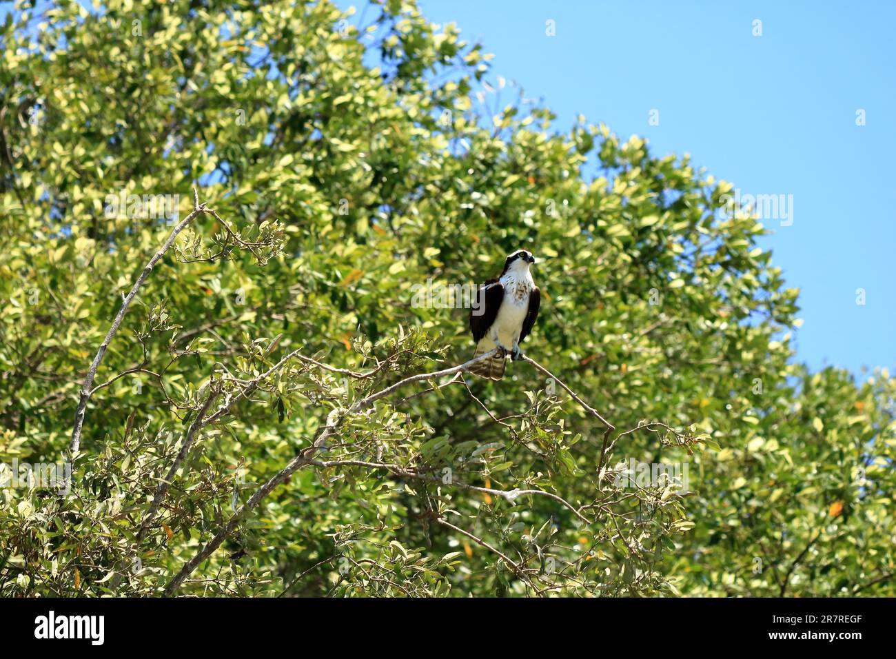 Osprey, Pandion haliaetus, sits on a tall branch, Tarcoles River in ...