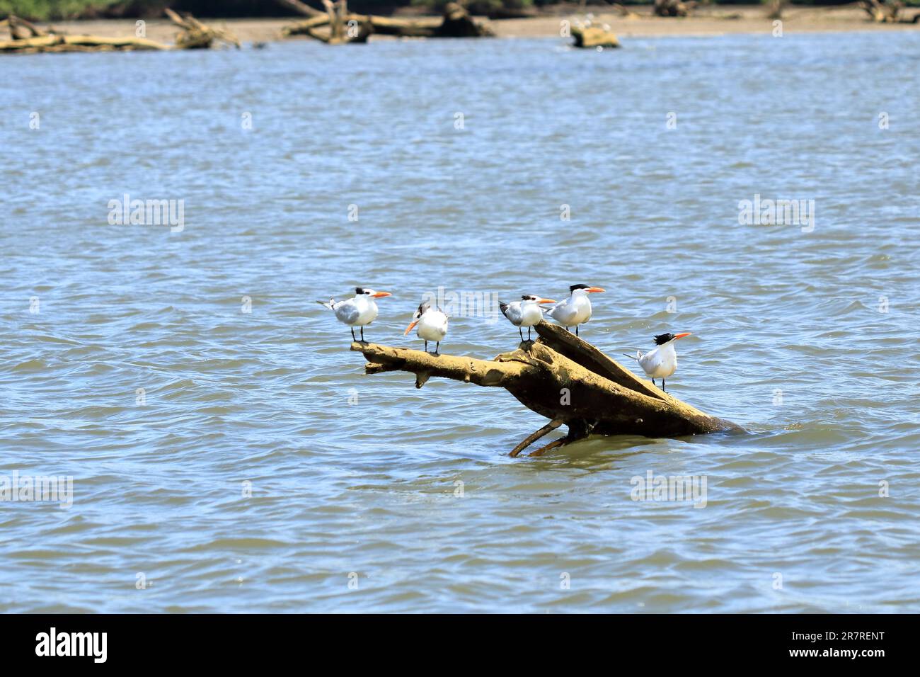 Tropical Bird Royal Tern in Costa Rica Stock Photo - Alamy