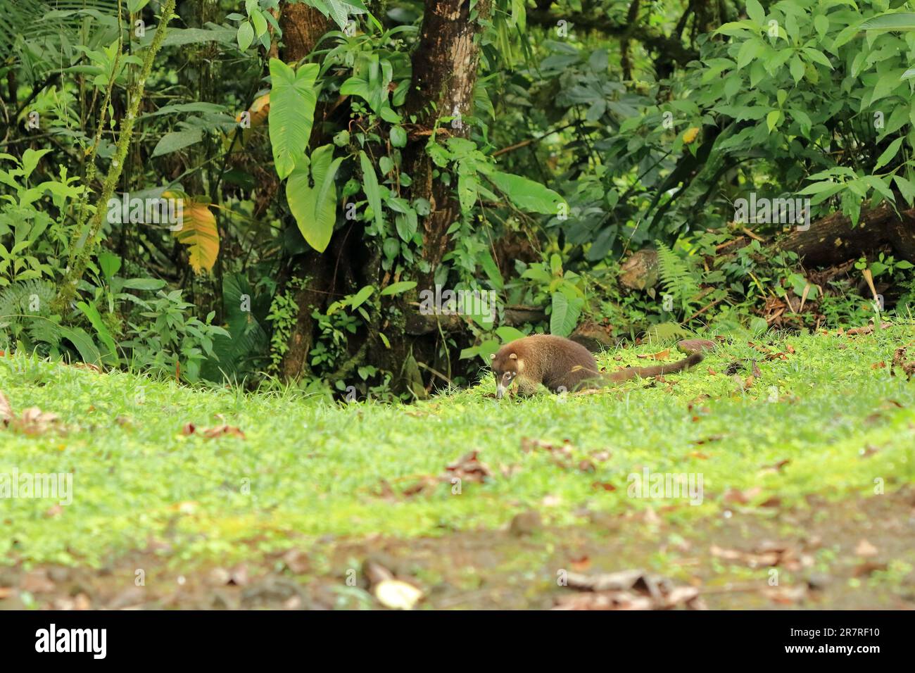 Animal from rainforest of Costa Rica. the White-nosed Coati, Nasua ...