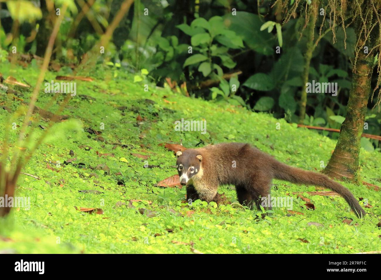Animal from rainforest of Costa Rica. the White-nosed Coati, Nasua ...
