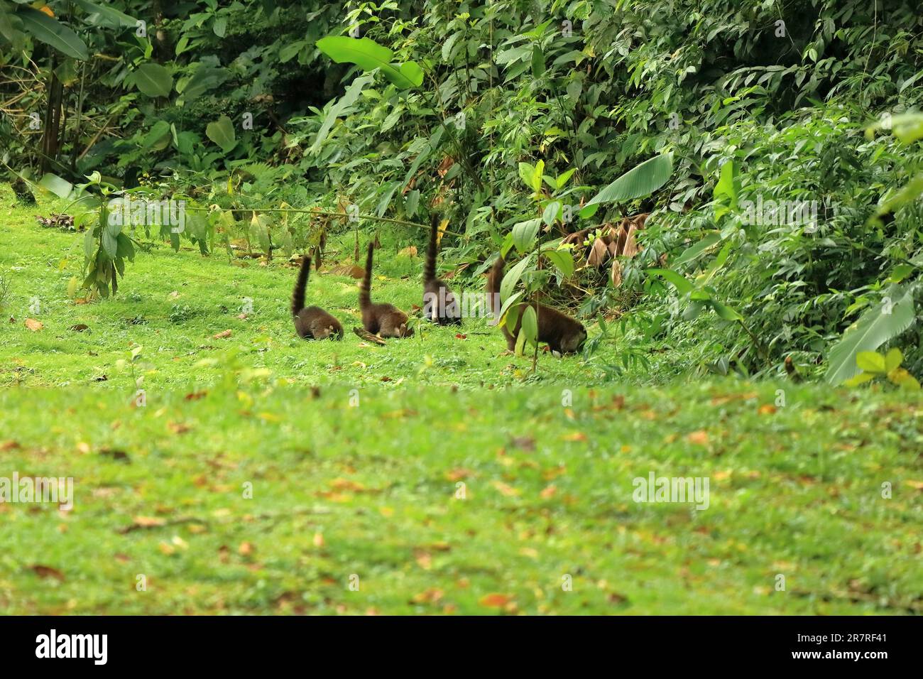 Animal from rainforest of Costa Rica. the White-nosed Coati, Nasua ...