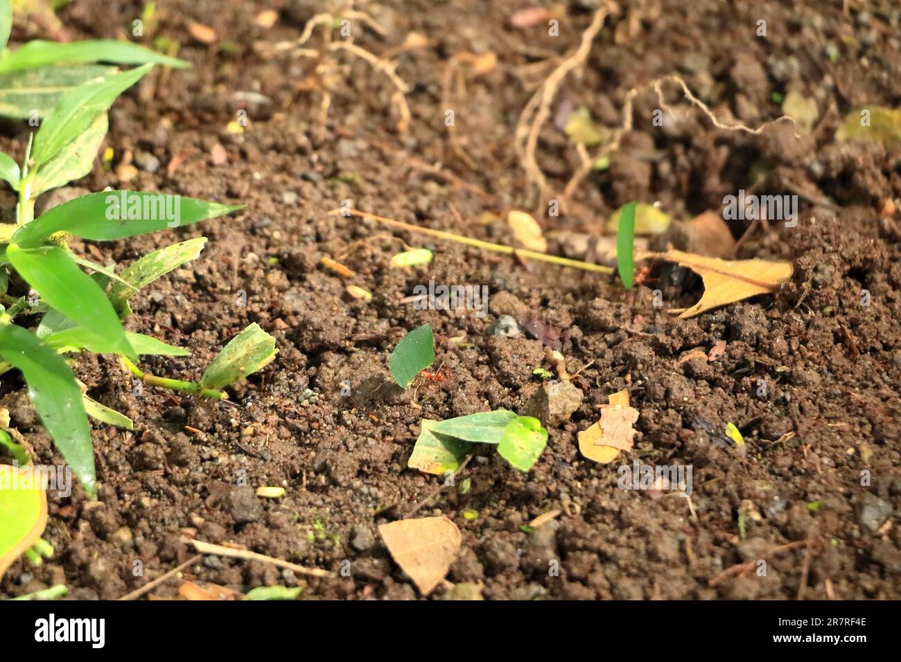 Leaf cutter ants at work, transporting small pieces of cutted leaves to ...