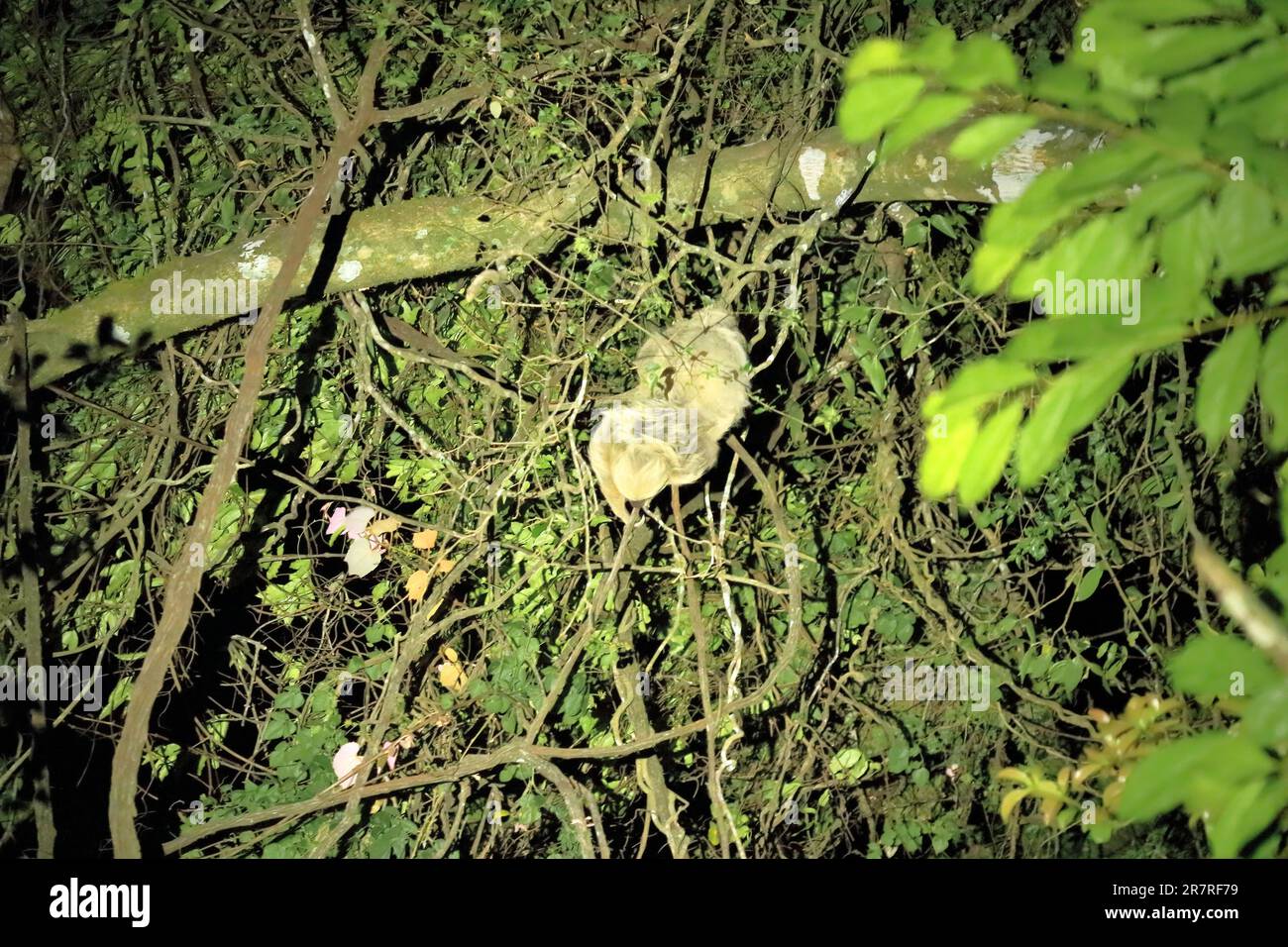 Cute sloth hanging on tree branch with funny face look, portrait of ...