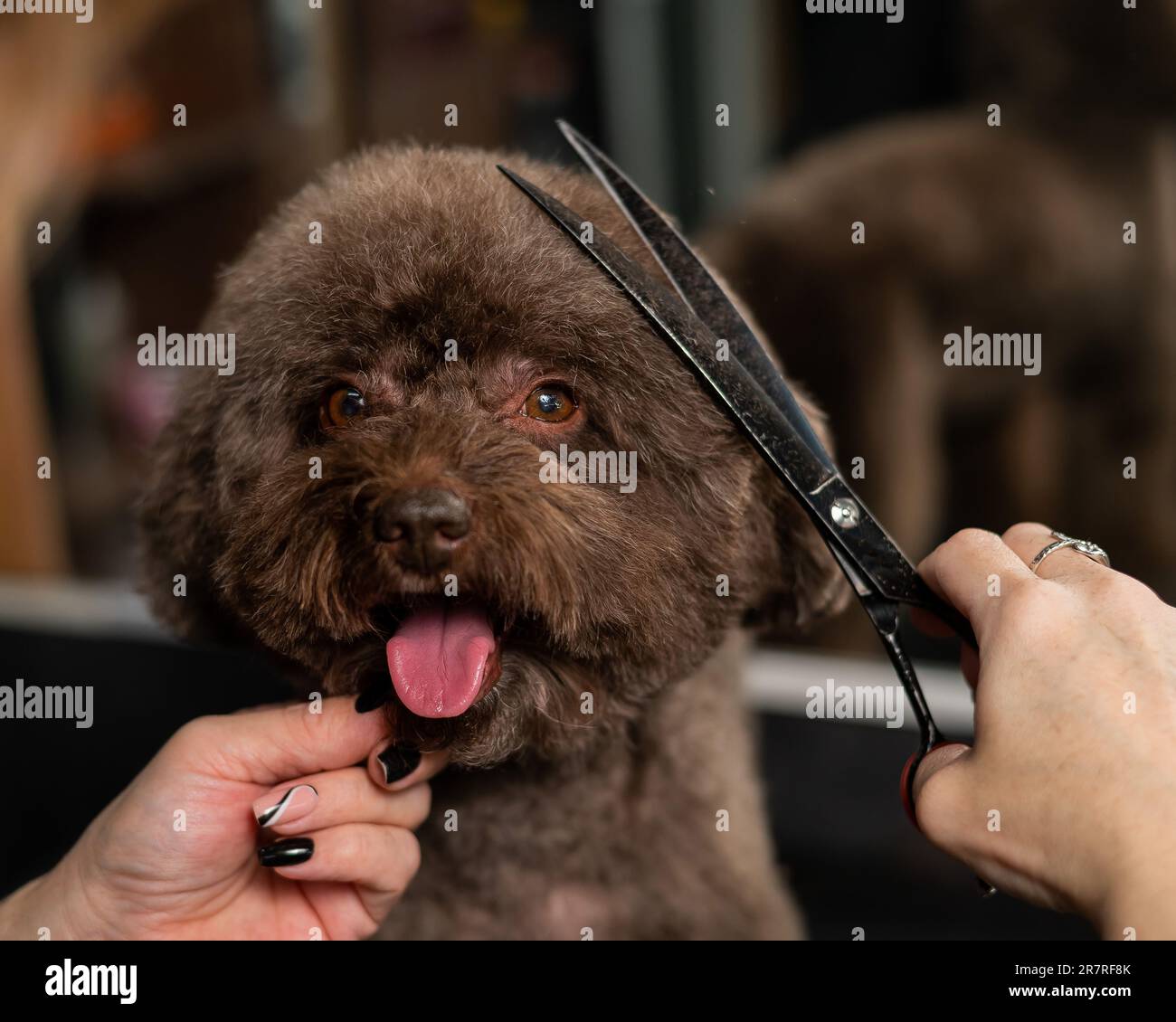 Woman trimming a small dog with scissors in a grooming salon Stock ...