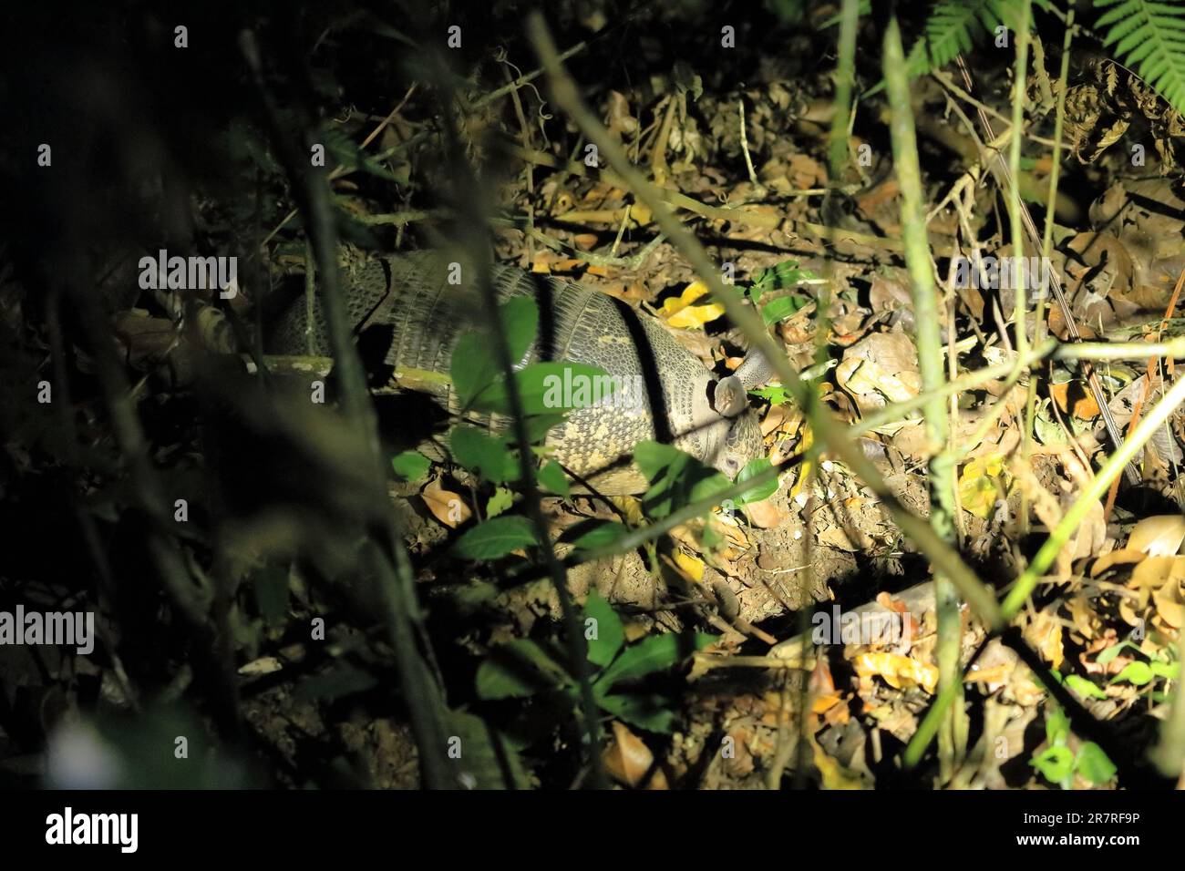 Nine-banded armadillo (Dasypus novemcinctus), Costa Rica Stock Photo ...