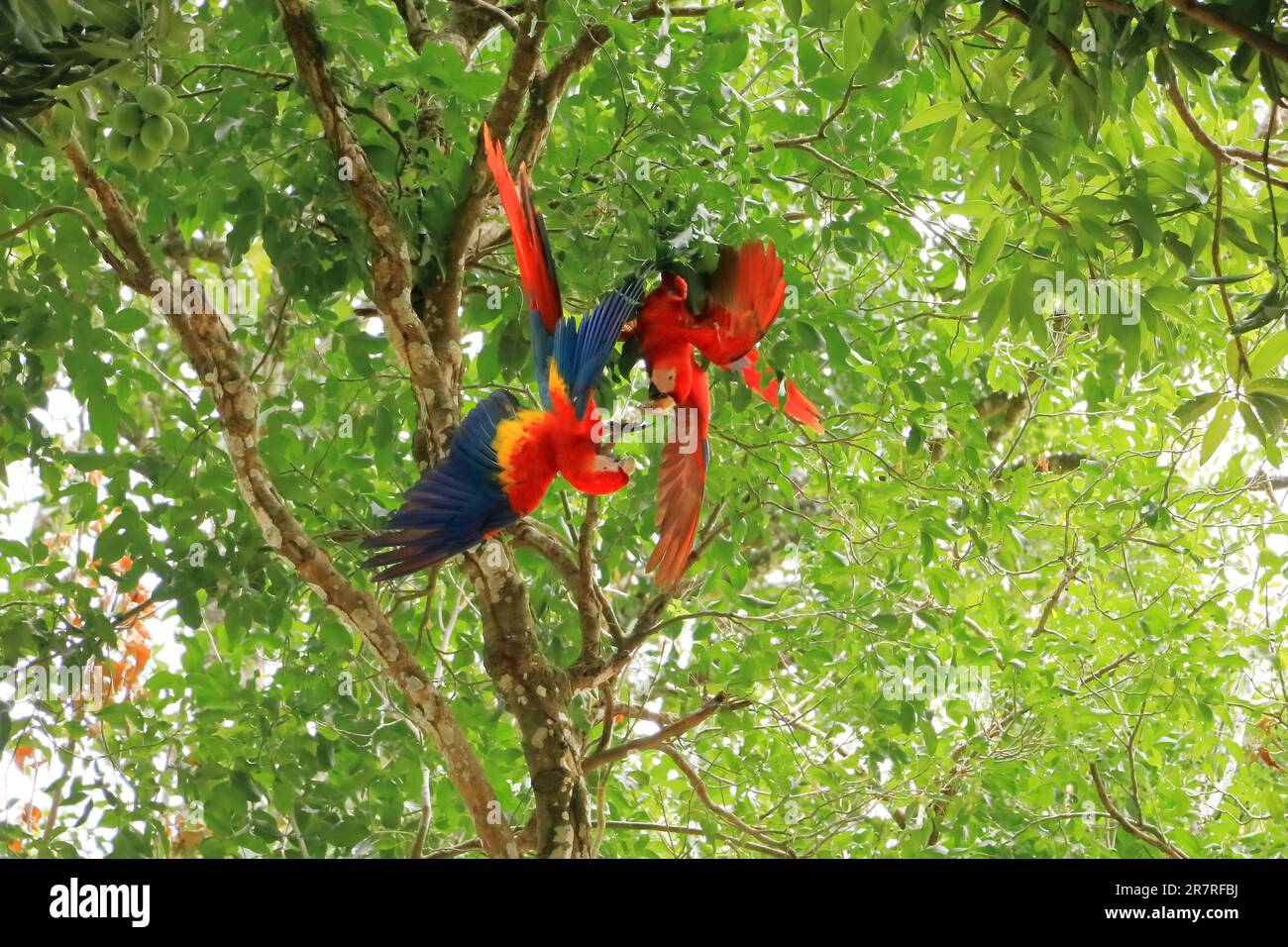 wild scarlet macaws on tree in costa rica Stock Photo - Alamy