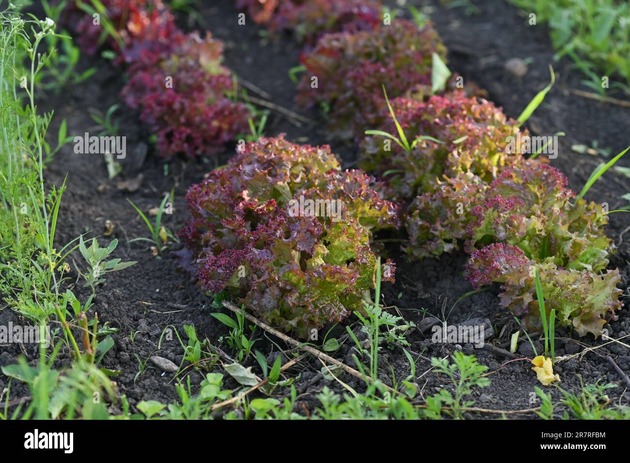 Red leaves of Lollo Rossa salad in the garden Stock Photo - Alamy