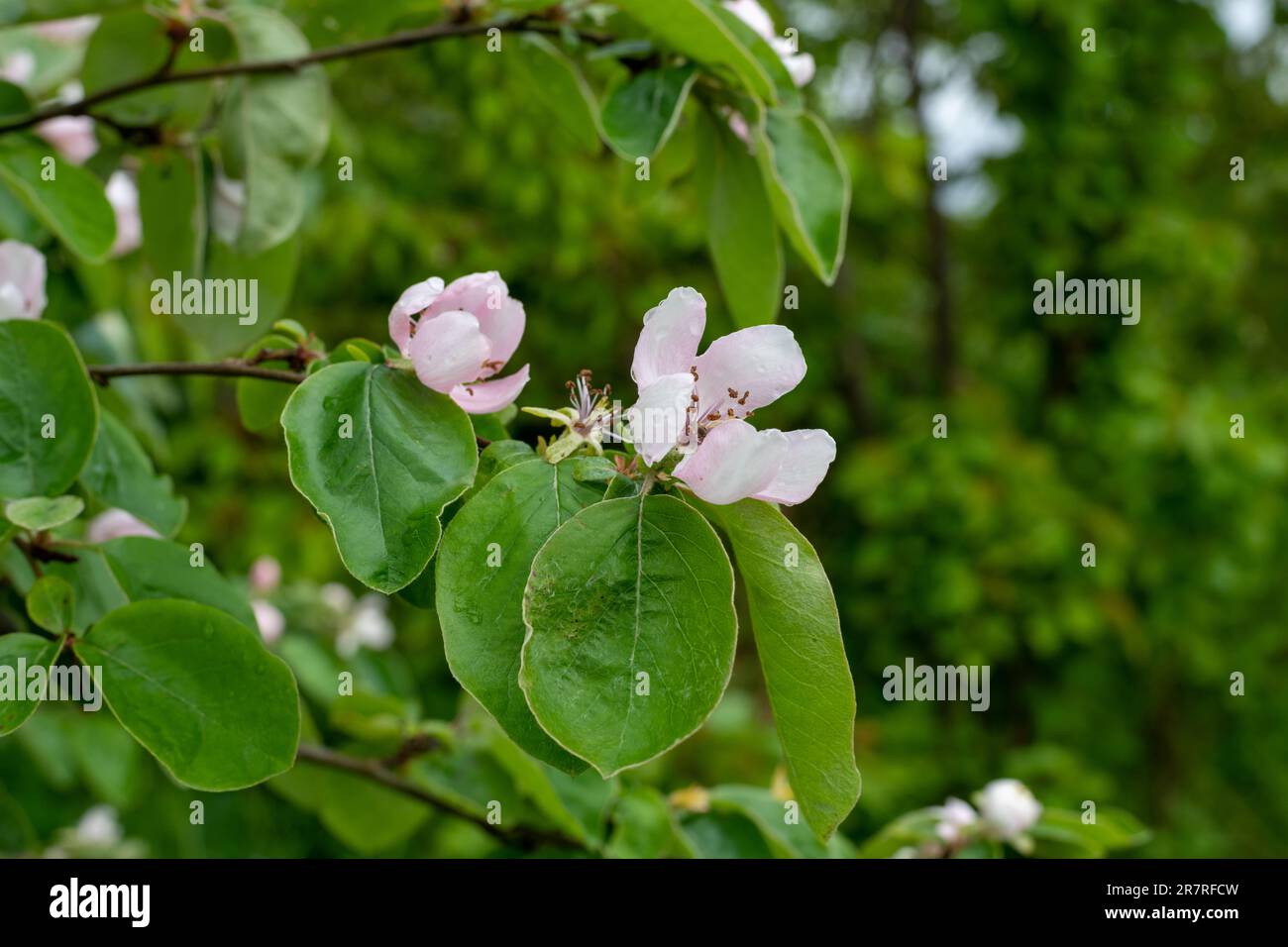 Close up of pink flowers on a quince (cydonia oblonga) tree Stock Photo ...