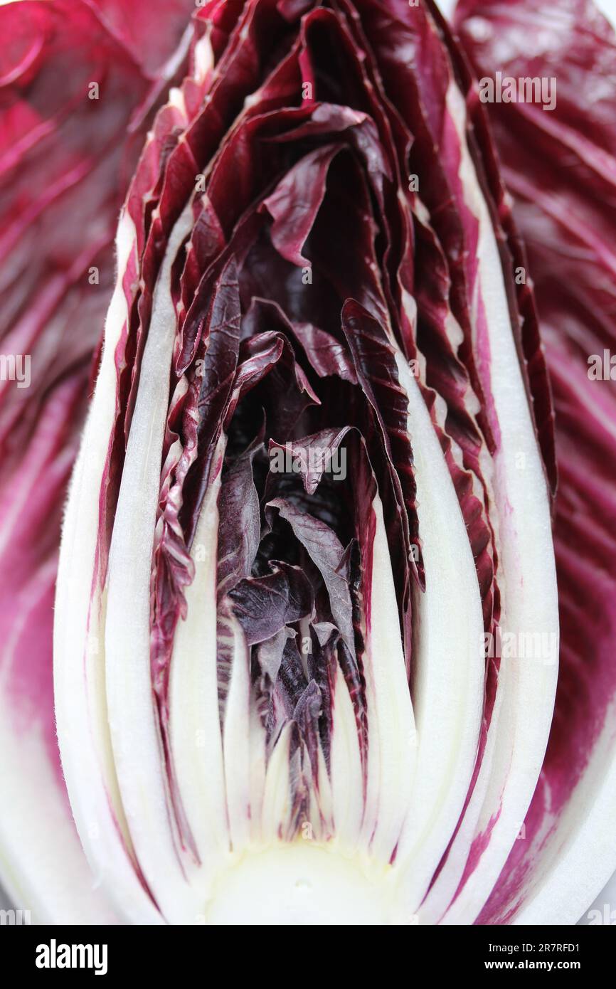 Italian red leaf chicory (Cichorium intybus, Asteraceae Stock Photo - Alamy