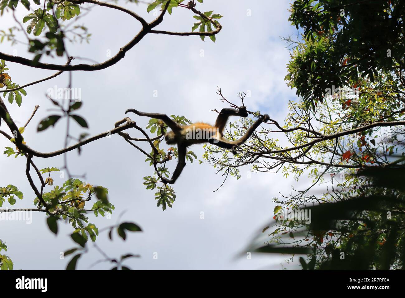 Jumping spider monkey hi-res stock photography and images - Alamy