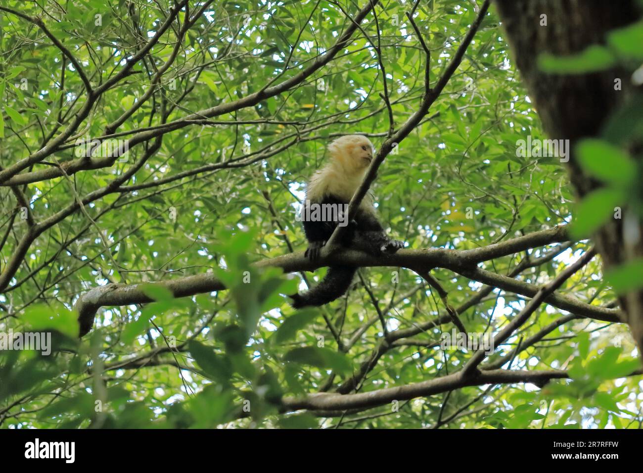 White-headed Capuchin, black monkey in the dark tropic forest. Wildlife ...