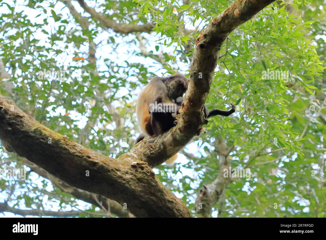 Spider monkey jumping on branches, Costa Rica Stock Photo - Alamy