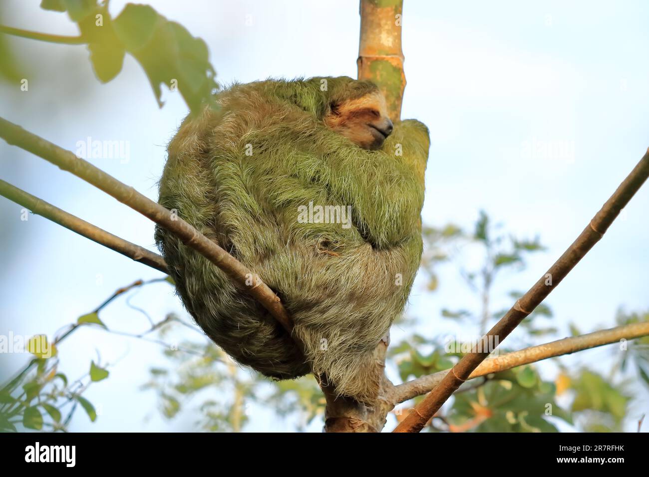 Cute sloth hanging on tree branch with funny face look, portrait of ...