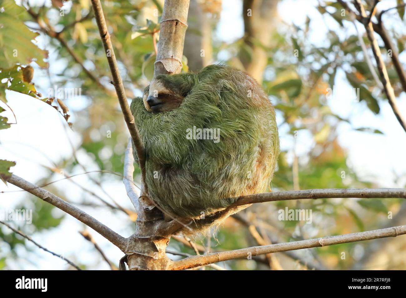 Cute sloth hanging on tree branch with funny face look, portrait of ...