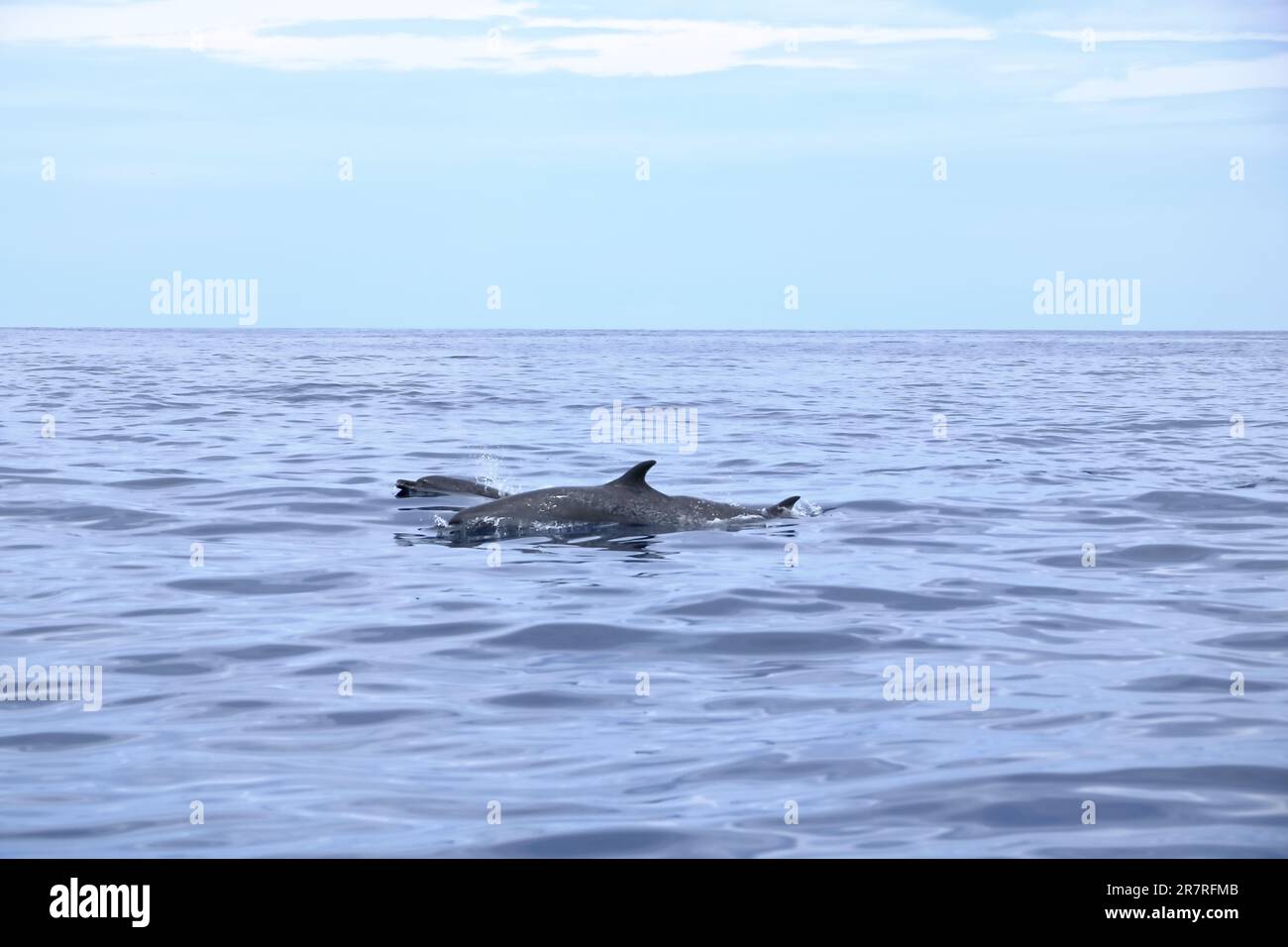 dolphins in the pacific ocean , Costa Rica Stock Photo - Alamy