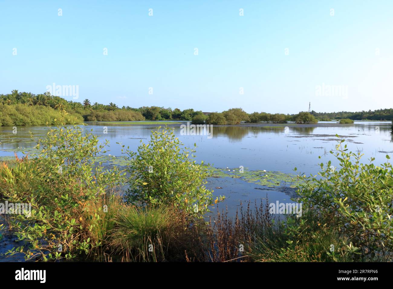 Backwater View near the Pazhayangadi Bridge in Kannur District in ...