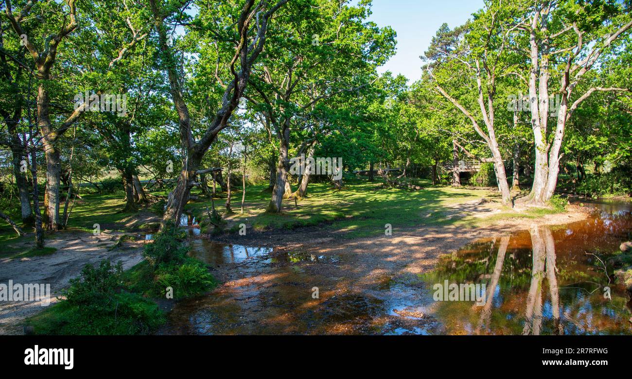 Woodland scene with stream and the bridge in the background at Puttles ...
