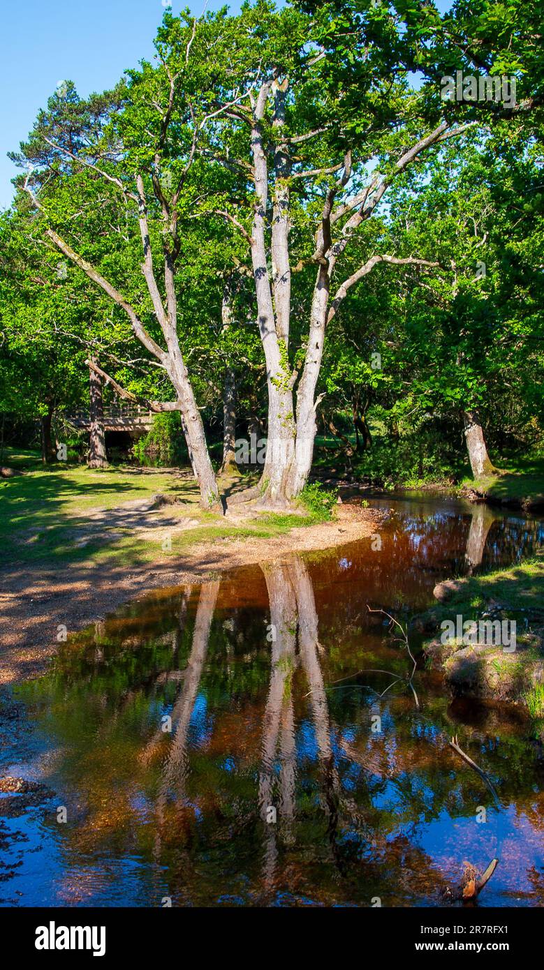 Woodland scene with stream and the bridge in the background at Puttles ...