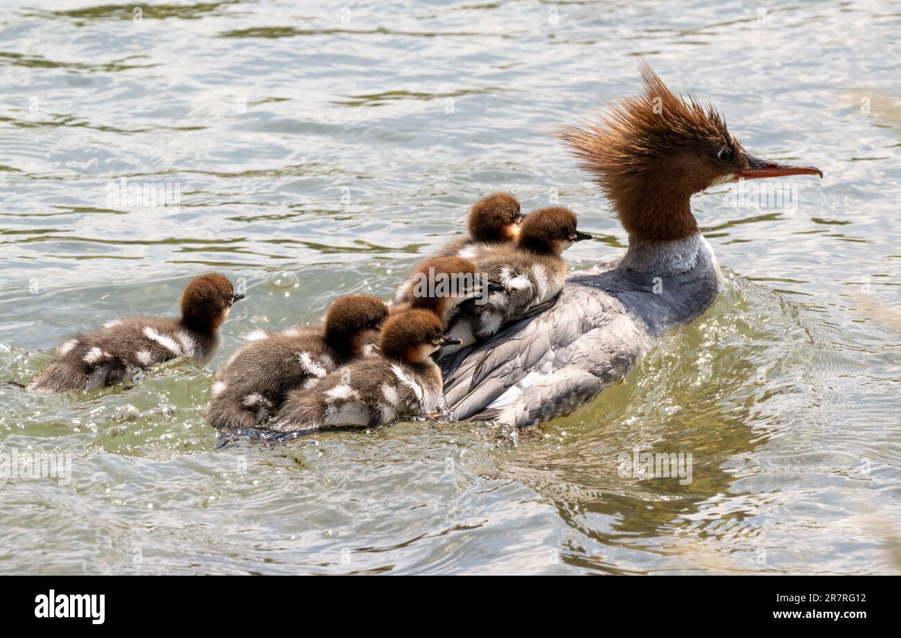 Munich, Germany. 17th June, 2023. A female goosander swims with her ...