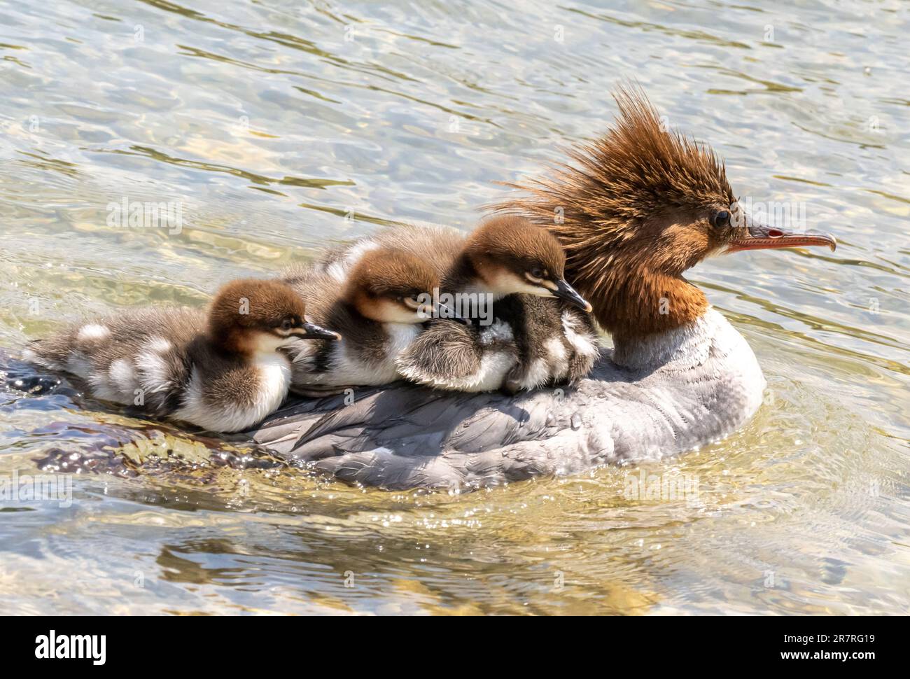 Munich, Germany. 17th June, 2023. A female goosander swims with her ...