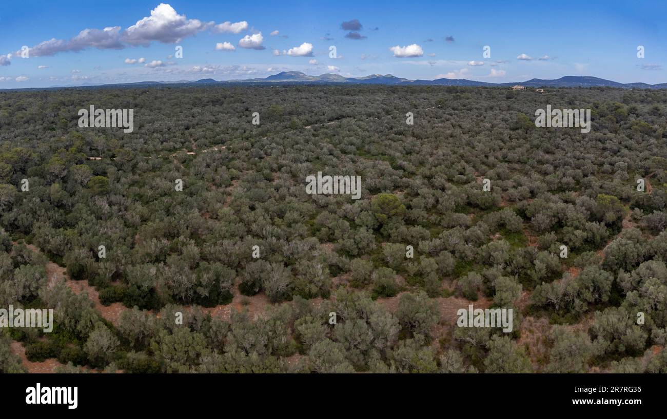 Regions of majorca hi-res stock photography and images - Alamy