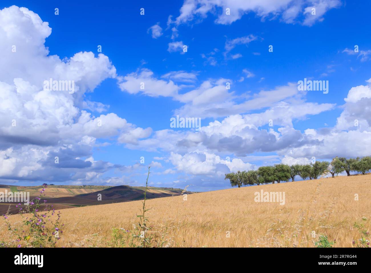 Italy puglia countryside farming hi-res stock photography and images ...