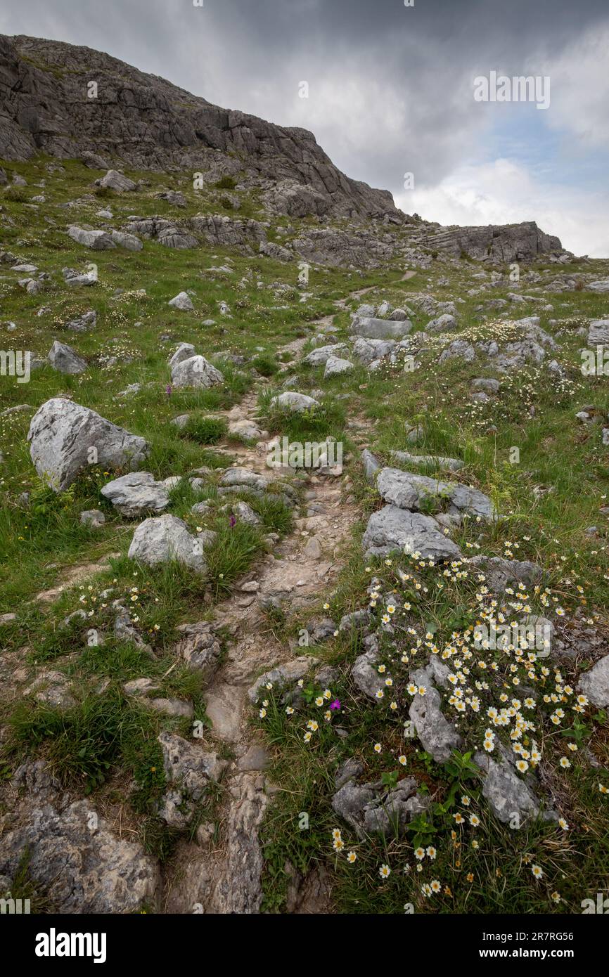 The burren ireland wildflowers hi-res stock photography and images - Alamy