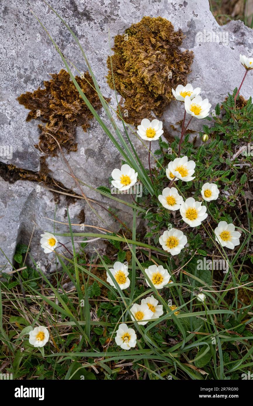 Burren national park flowers hi-res stock photography and images - Alamy