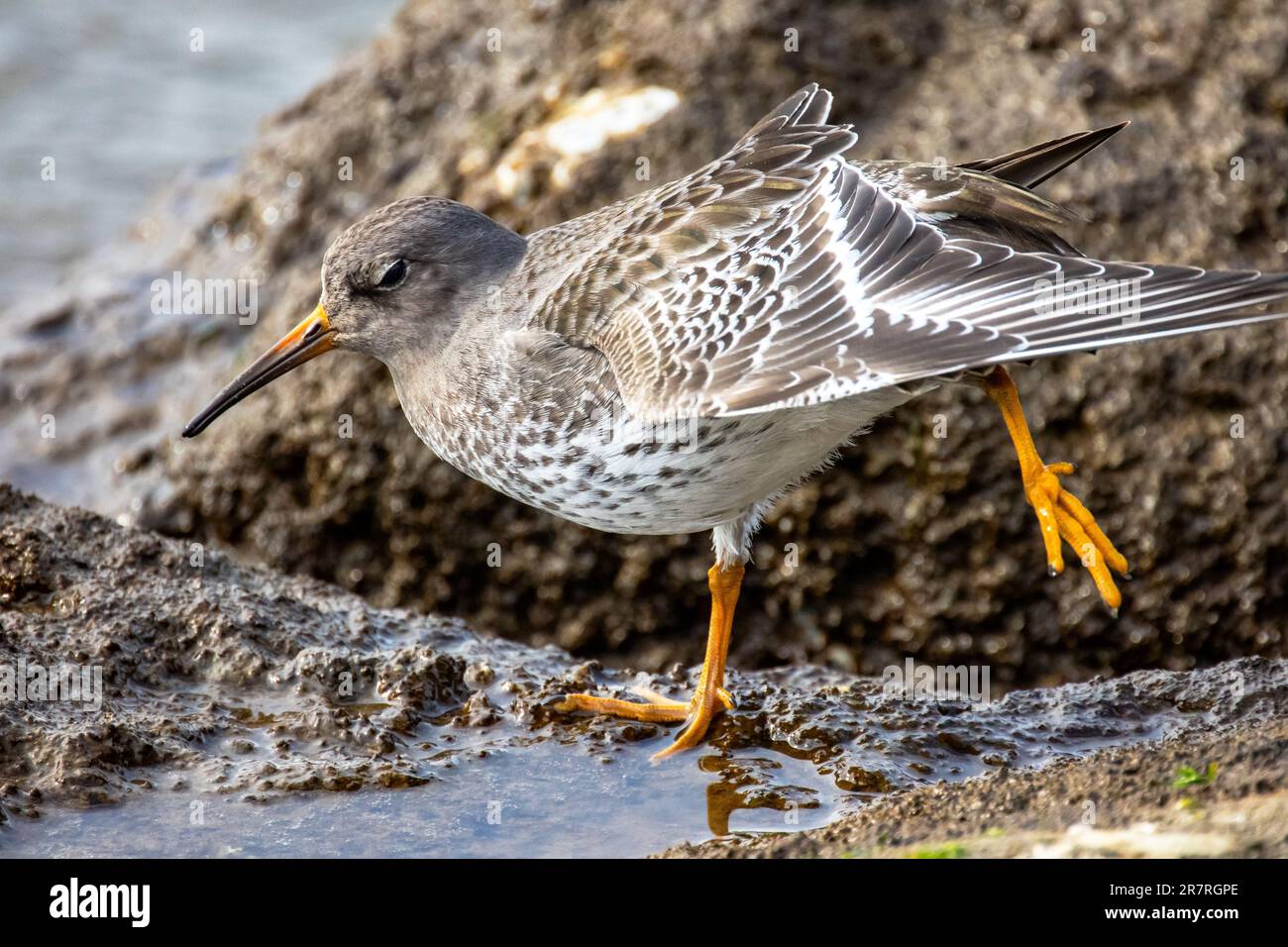 A Purple sandpiper with its wings outstretched stands atop a large rock ...