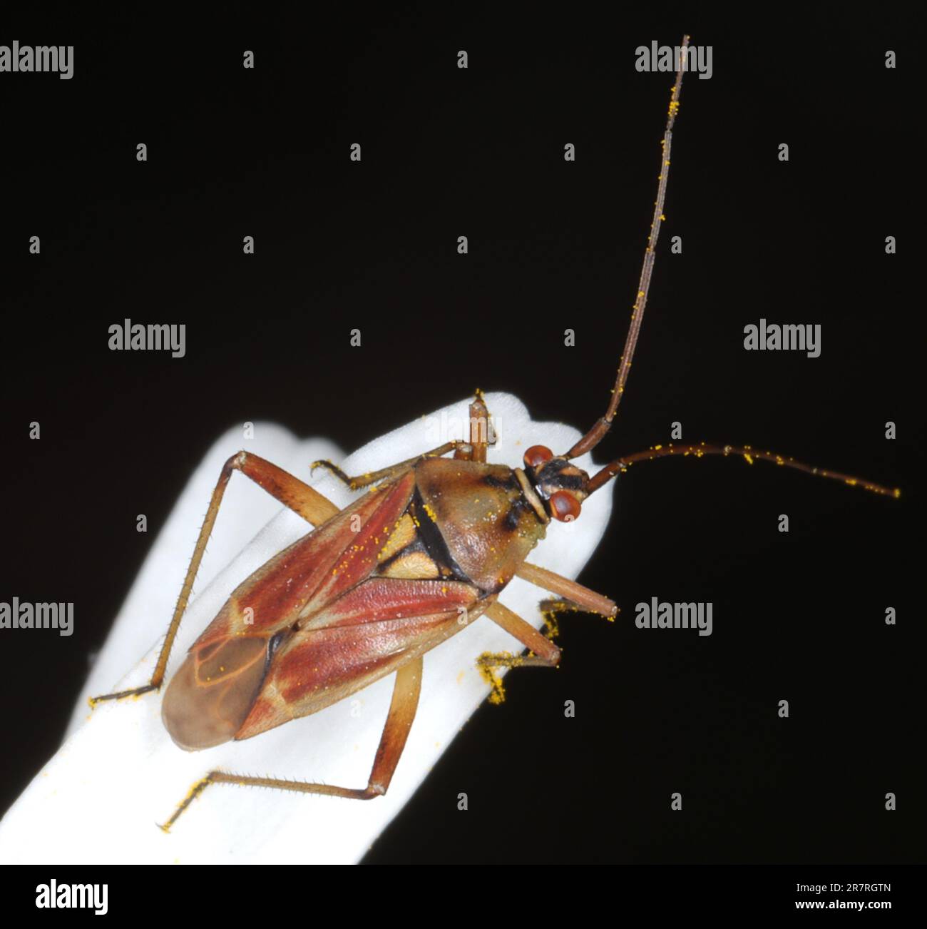 Calocoris roseamaculatus hi-res stock photography and images - Alamy