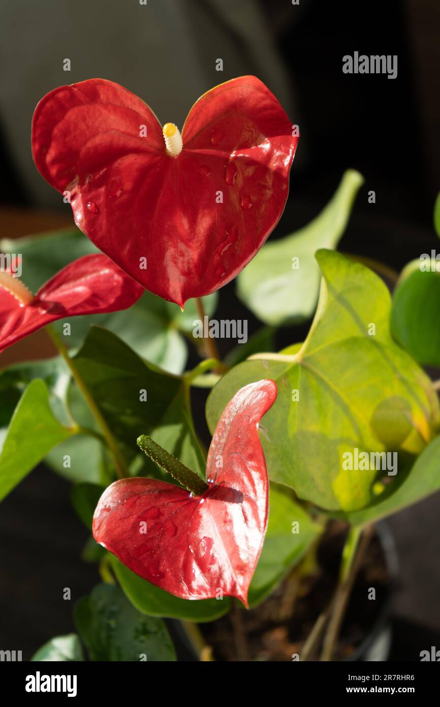 Anthurium buds on black background. Red home flower with a yellow ...